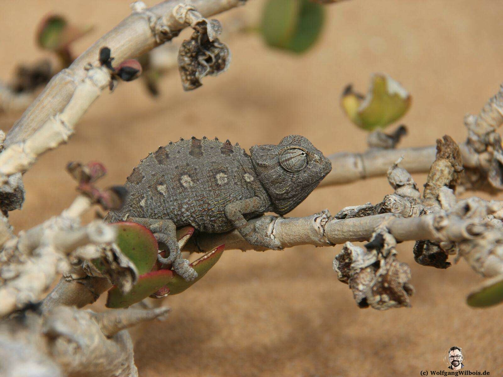 Little 5 - die kleinen 5 - Namibia Rundreise Tag 5 - wolfgangwilbois.de